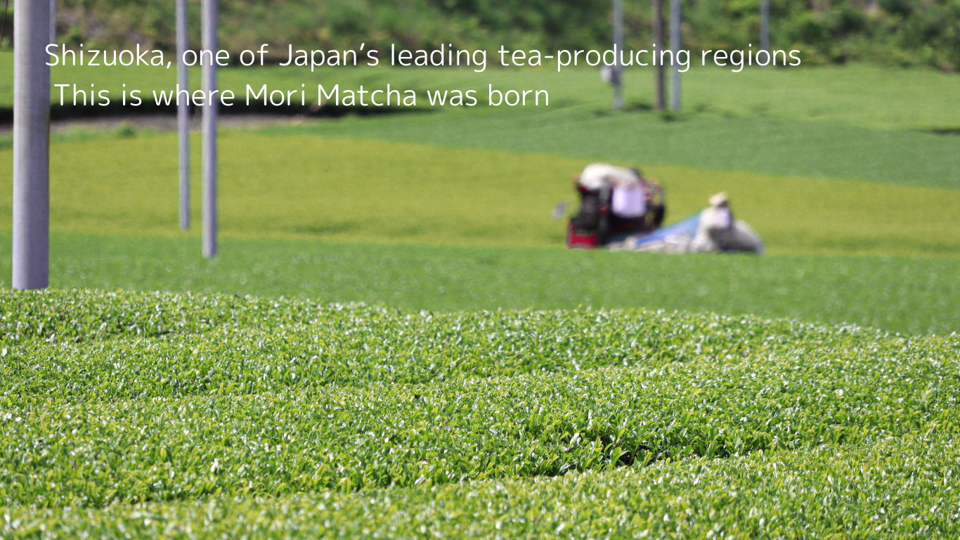 Mori-Matcha | Meets Japanese Fine Tea